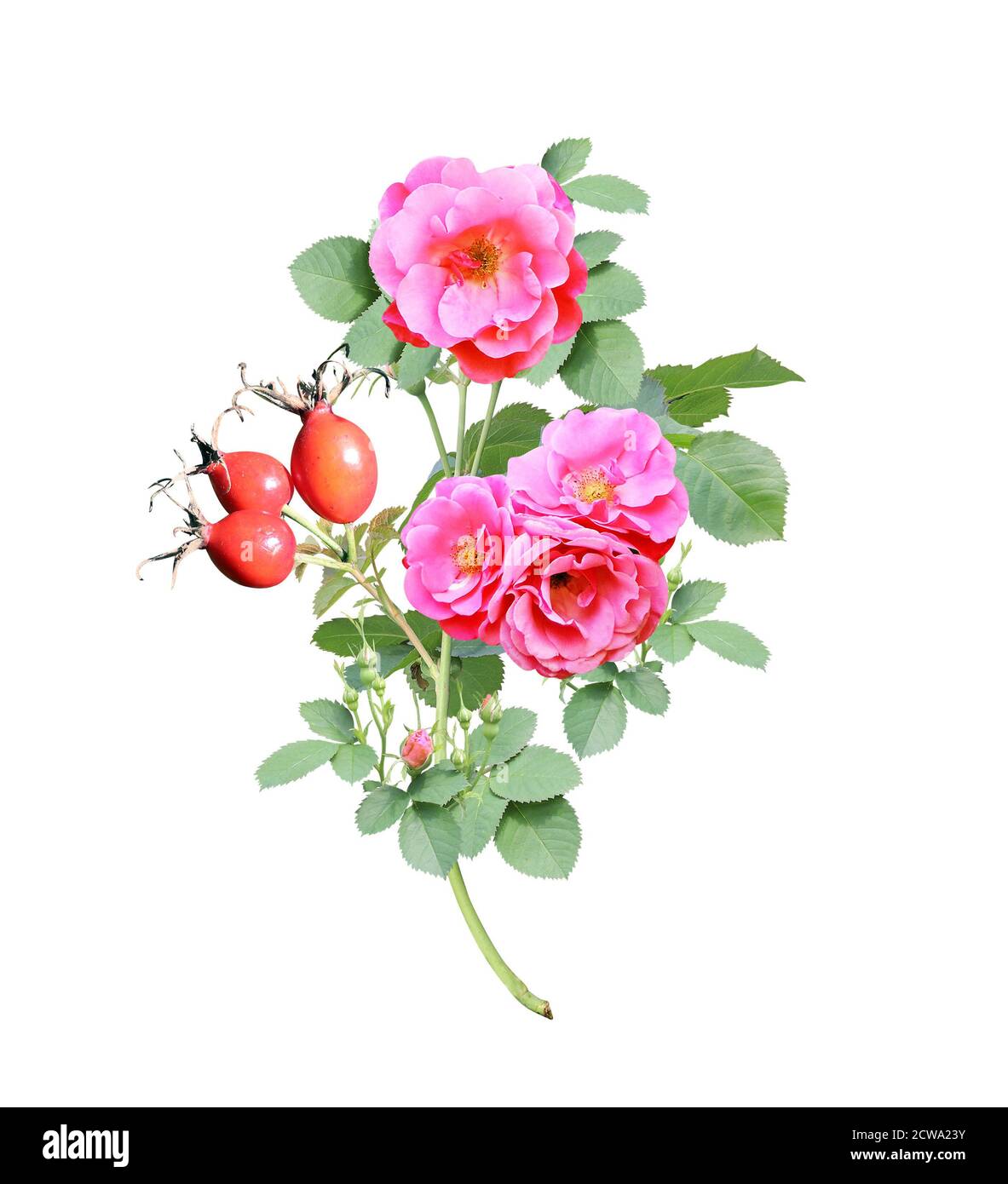 Branch of Dog rose with red flowers and berries. Sprig of Rose hip ...