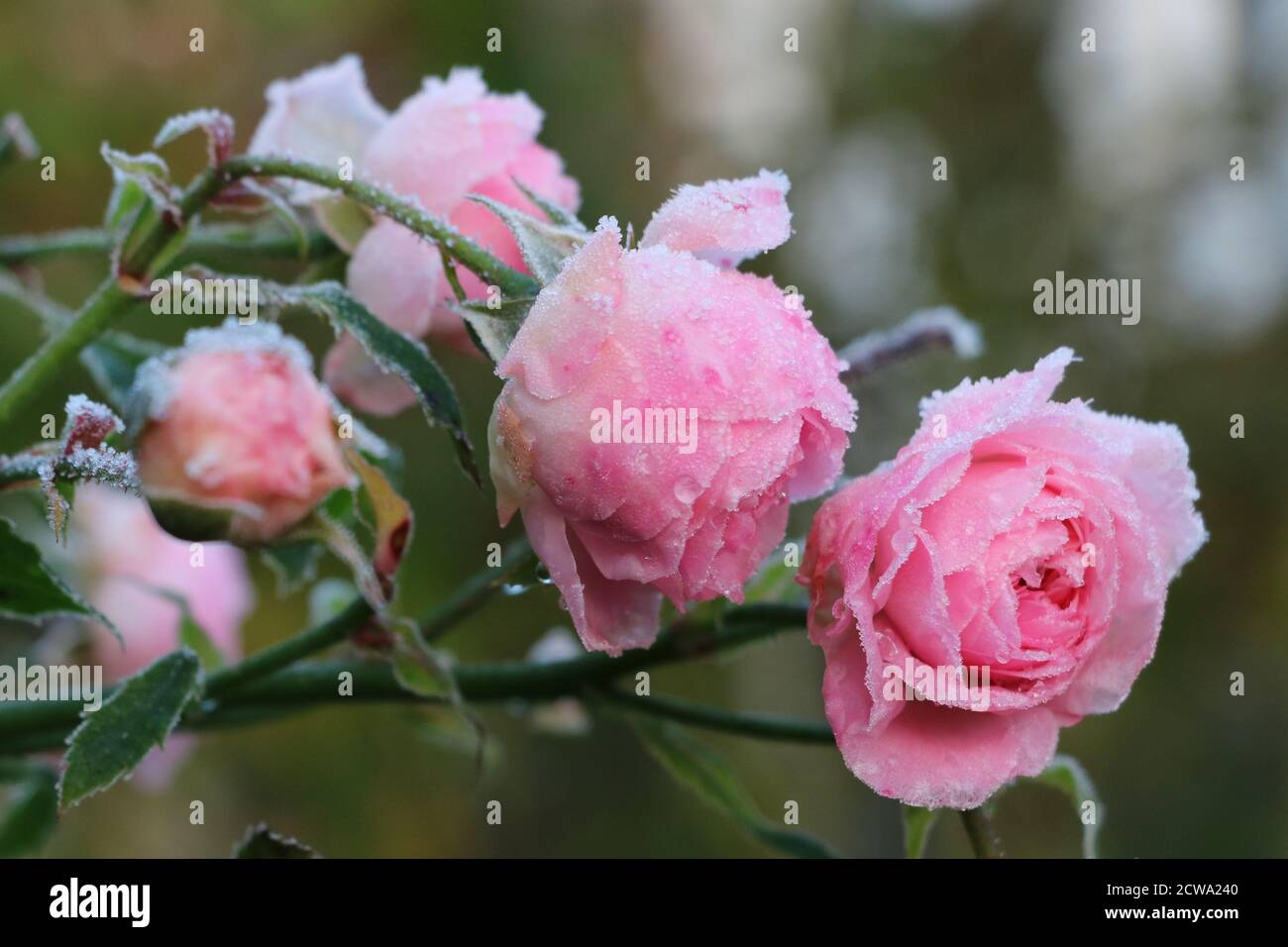 Rose with frost hi-res stock photography and images - Alamy