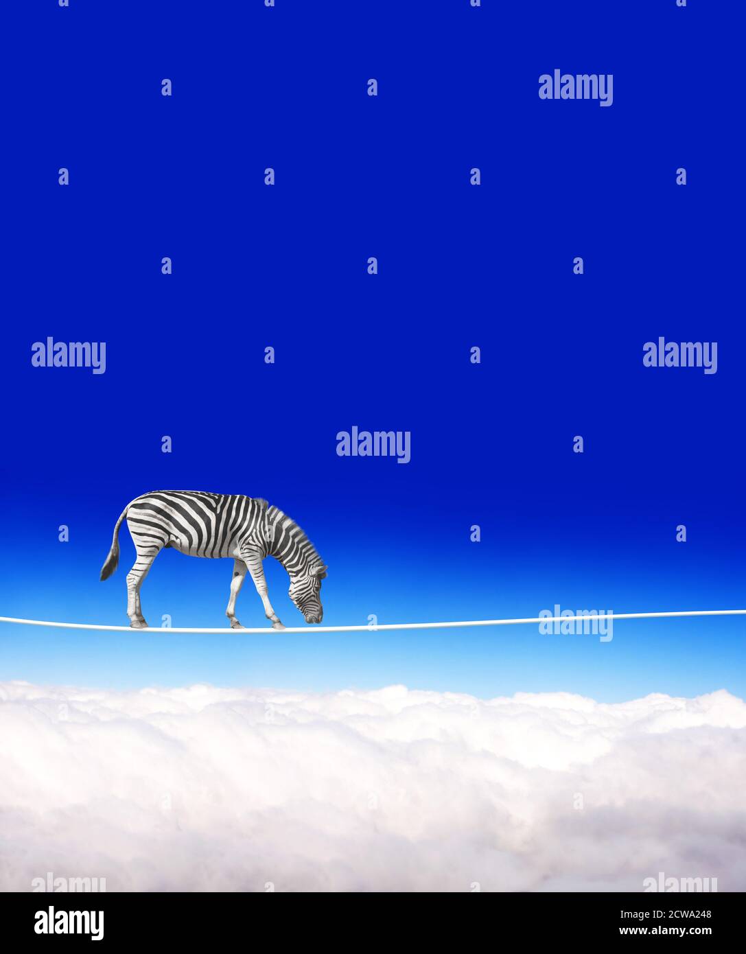 Managing risk concept. Zebra walking on a rope on the blue sky ...