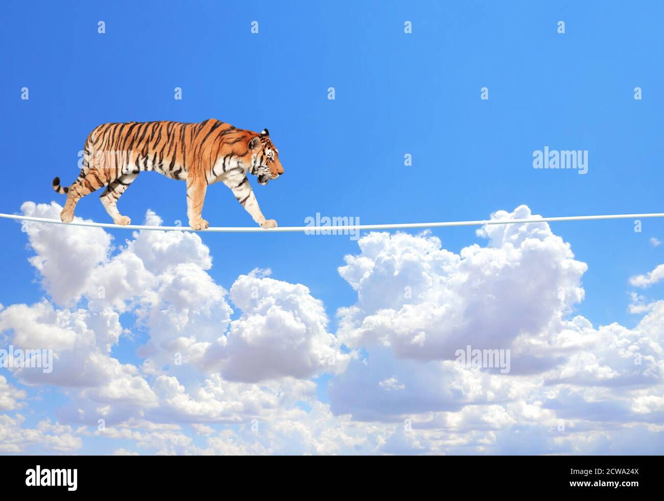 Managing risk concept. Tiger walking on a rope on the blue sky ...