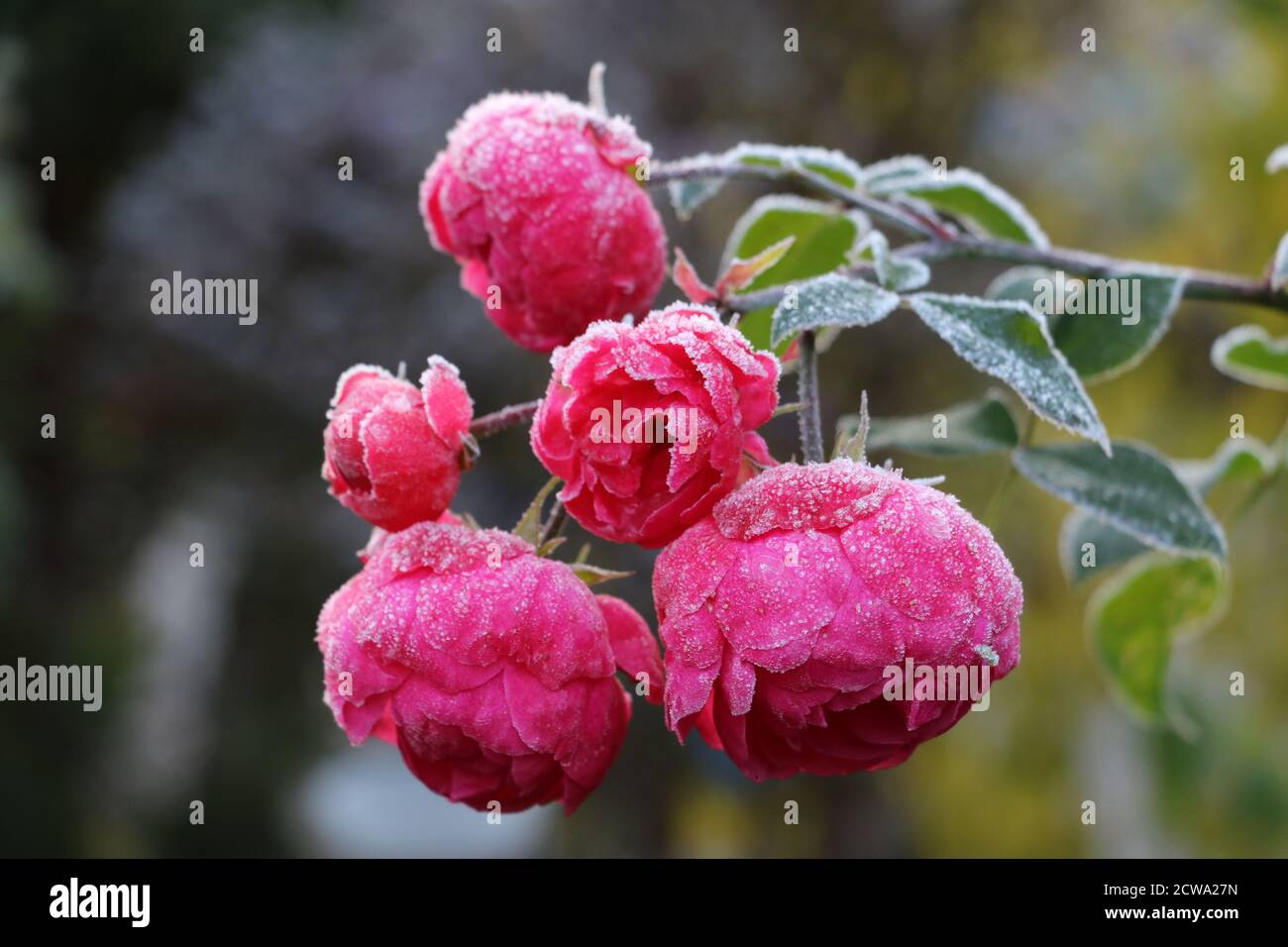 Rose with frost hi-res stock photography and images - Alamy