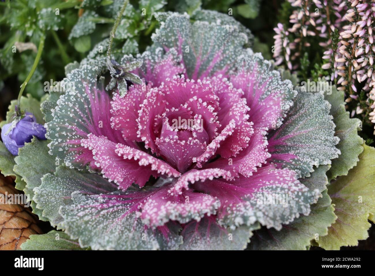 Ornamental cabbage winter hi-res stock photography and images - Alamy