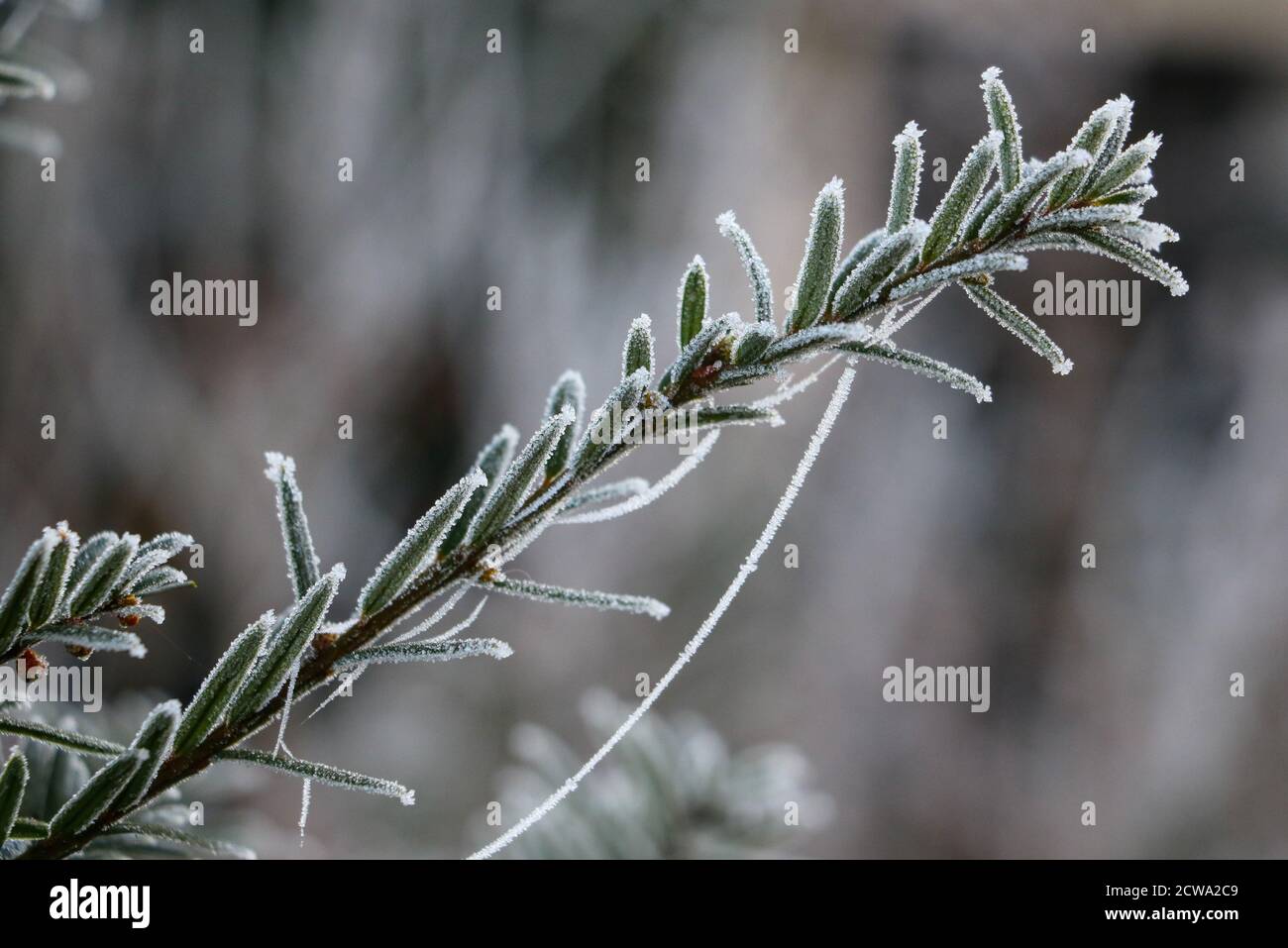 Yew winter garden hi-res stock photography and images - Alamy