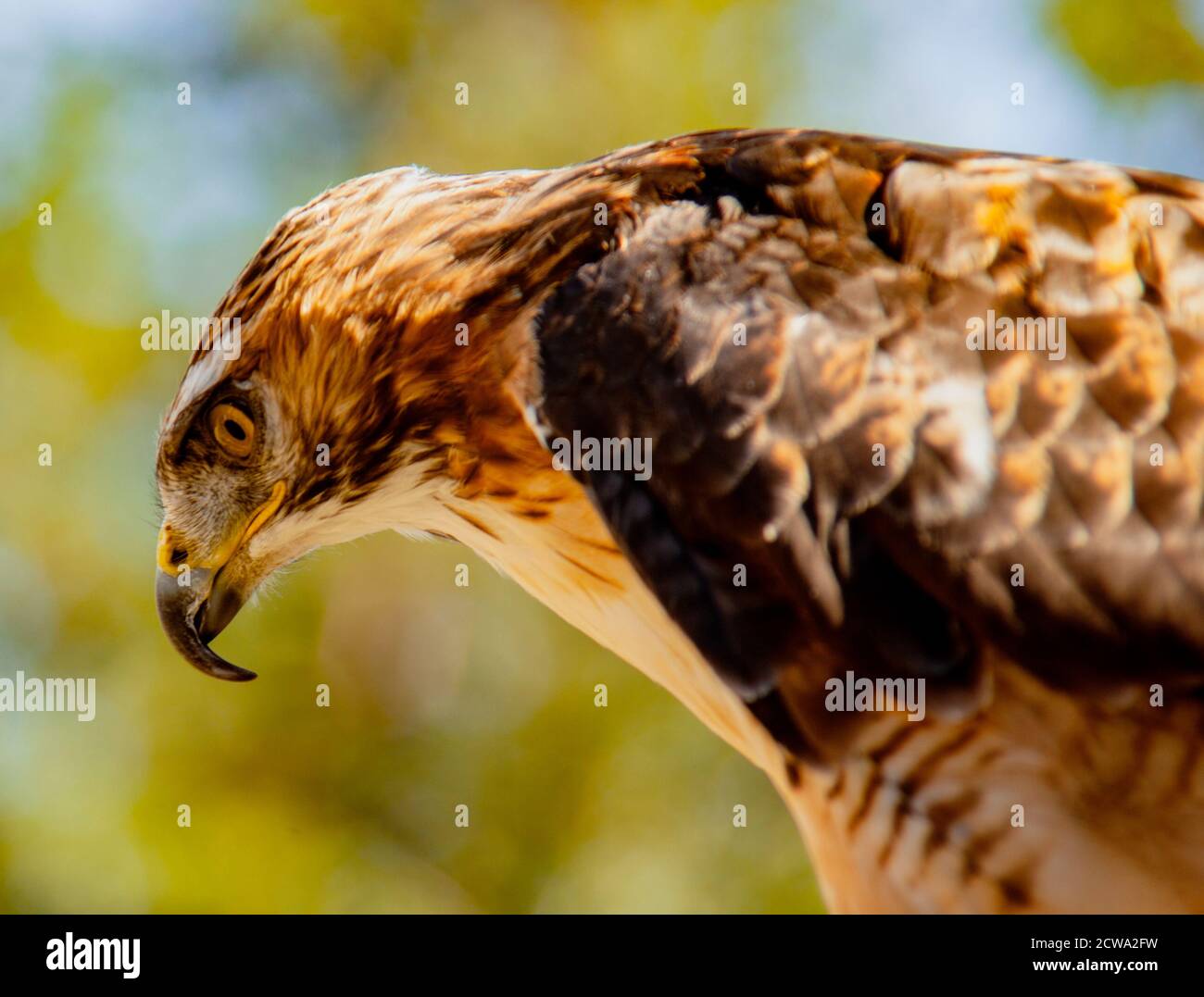 Red-Tailed Hawk peering down at prey - out of frame Stock Photo - Alamy