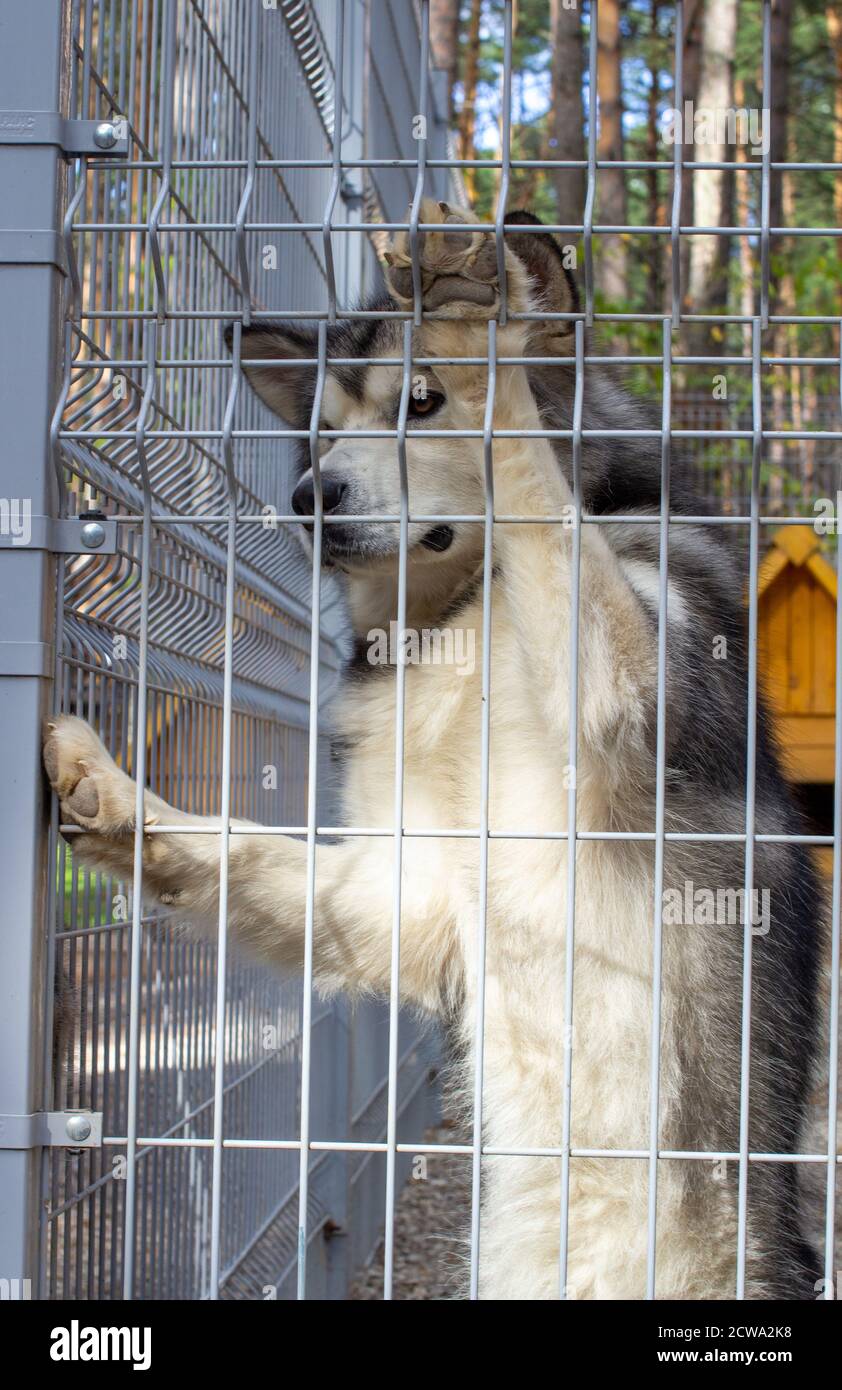 Beautiful and kind shepherd Alaskan Malamute stood on its hind legs ...