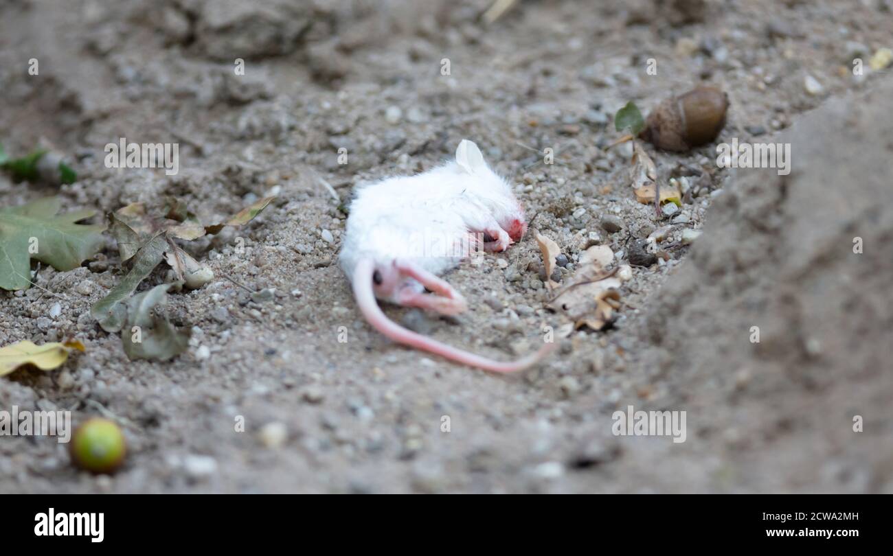 Selective focus on eye hi-res stock photography and images - Alamy