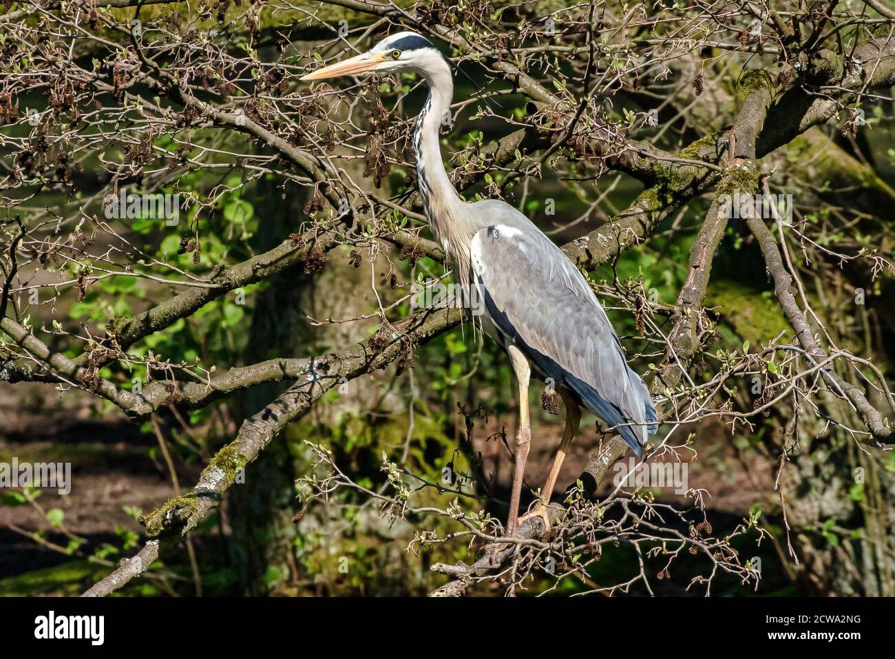Crane on a tree over water in Germany Stock Photo - Alamy