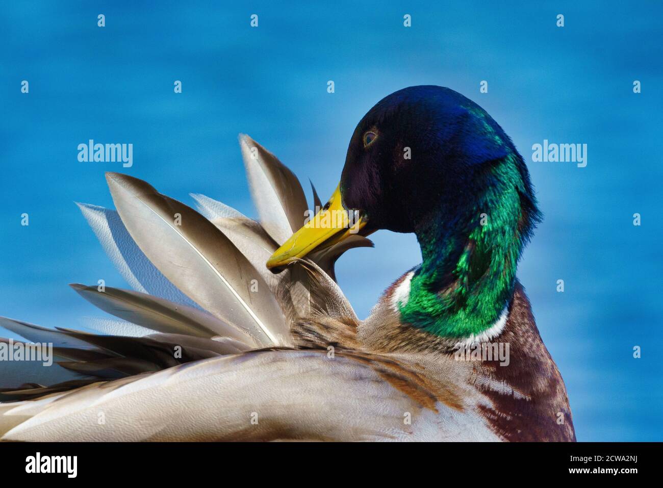 Cleaning livestock hi-res stock photography and images - Alamy
