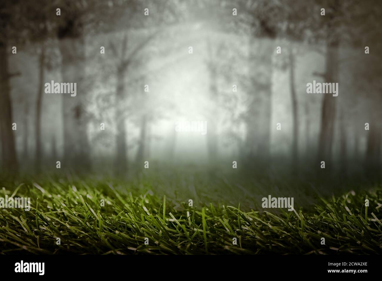 Haunted forest with fog and dramatic scene background. Halloween ...