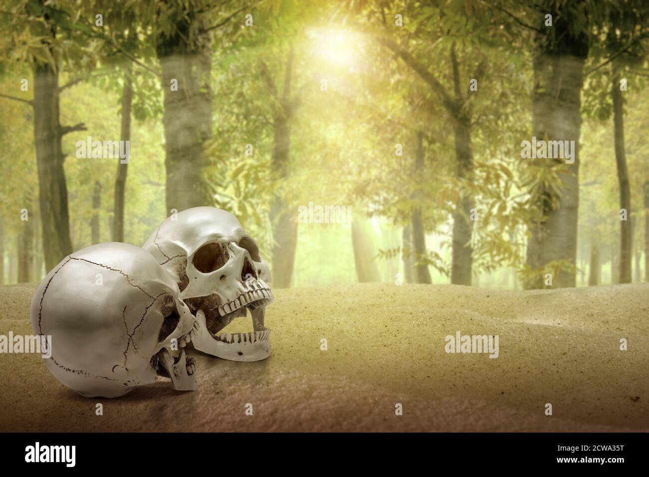 Human skull on the ground with a forest background Stock Photo - Alamy