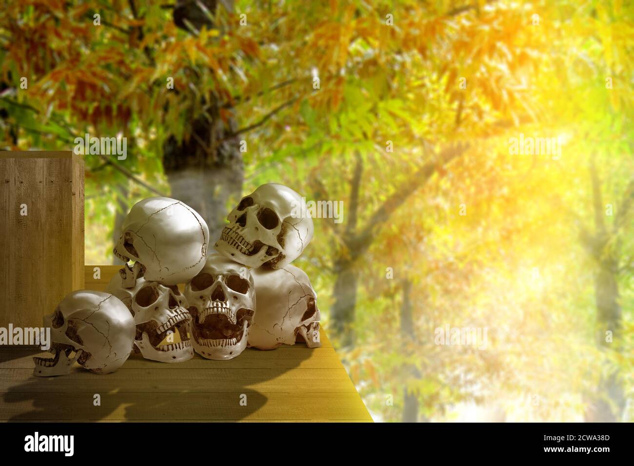 Stack of a human skull on the wooden table with a forest background ...