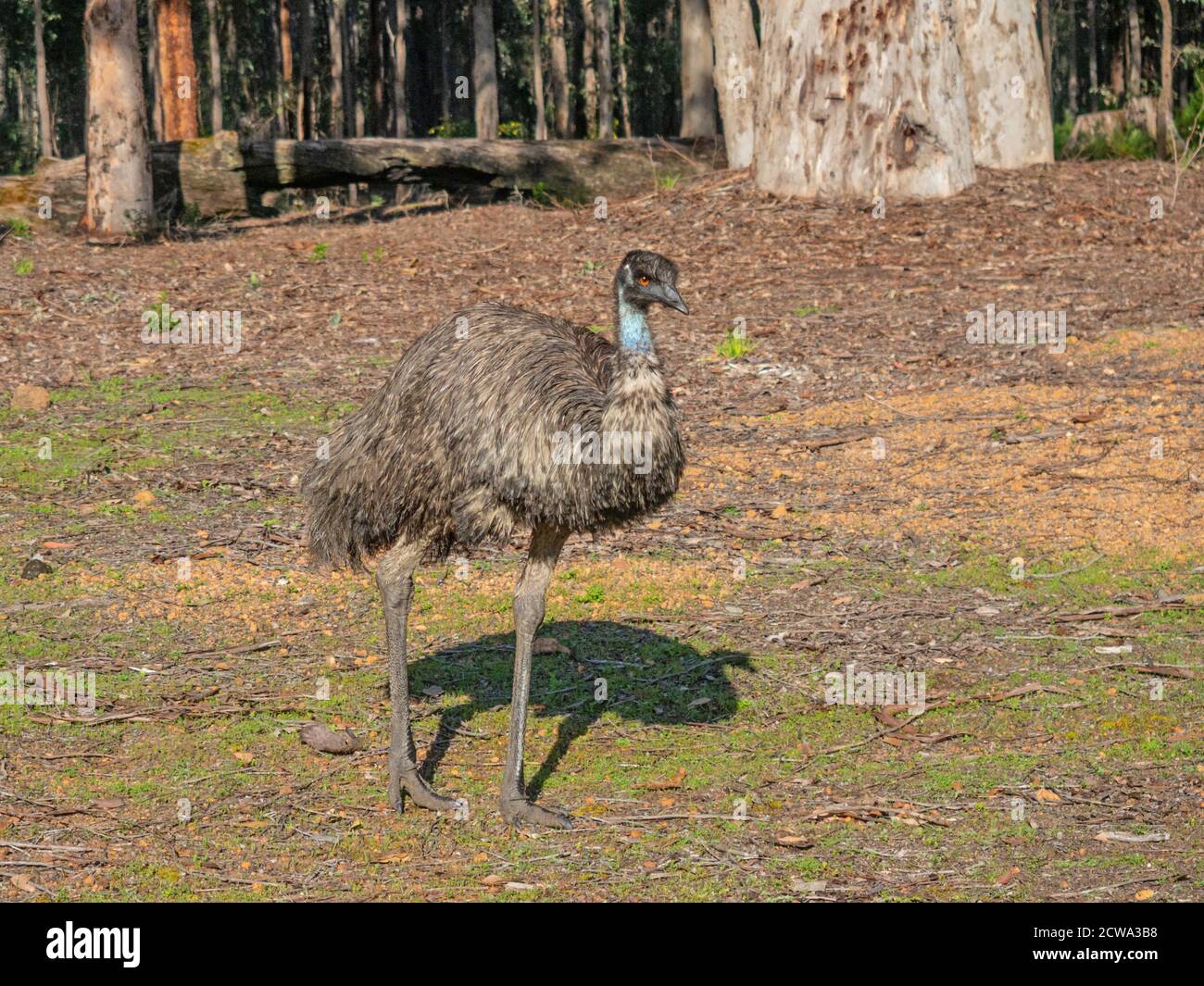 An emu emerging from a forest in south-western Australia. They are ...