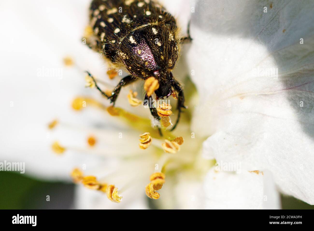 Bug in a white cherry blossom in Germany Stock Photo - Alamy
