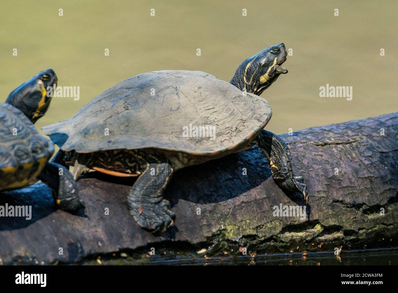 Turtle on a tree in water in a row Stock Photo - Alamy