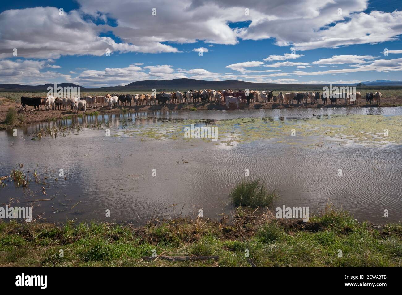 Cattle on high alert at water hole covered with algae near dry Alvord ...