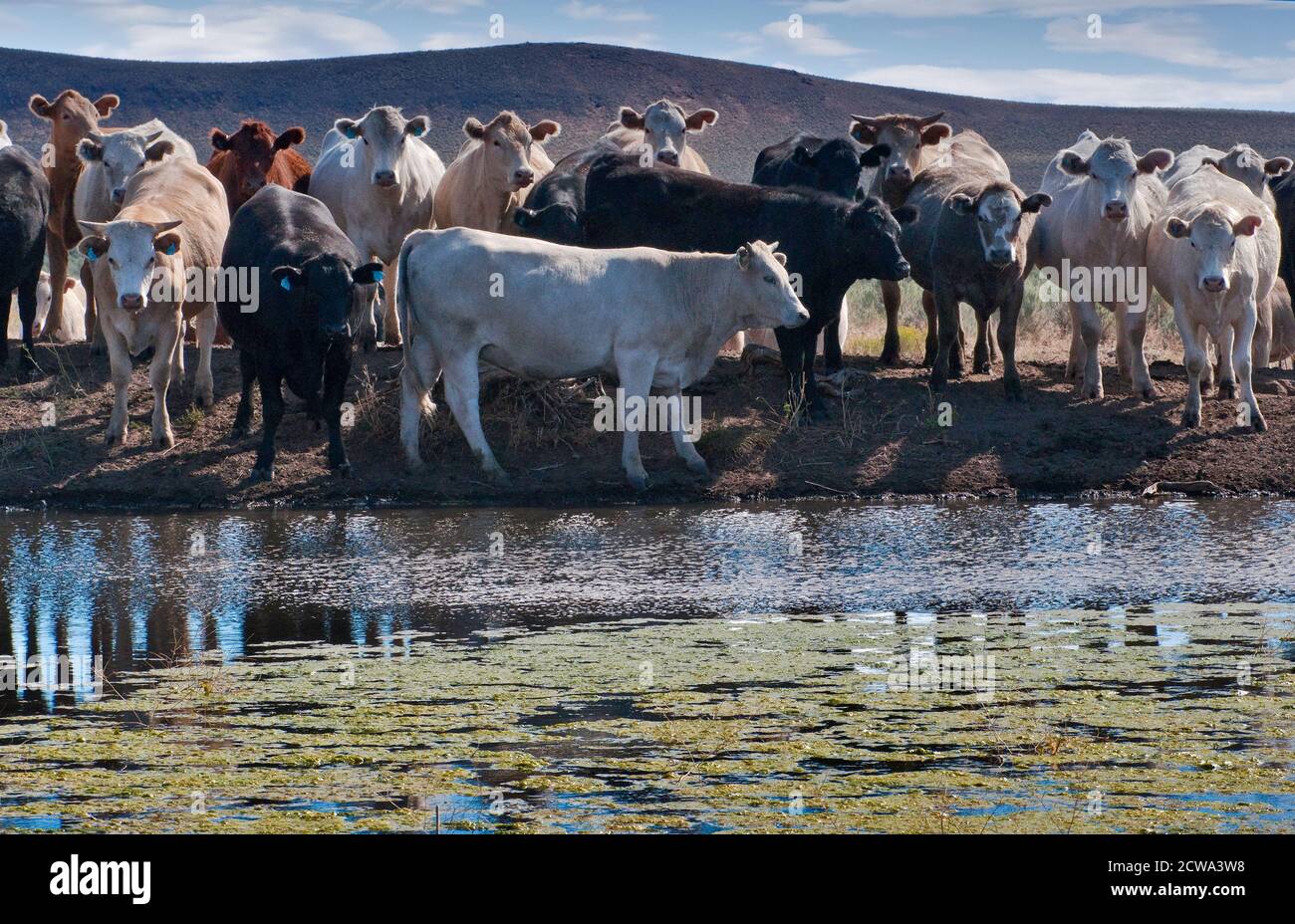 Cattle on alert at water hole covered with algae near dry Alvord Lake ...