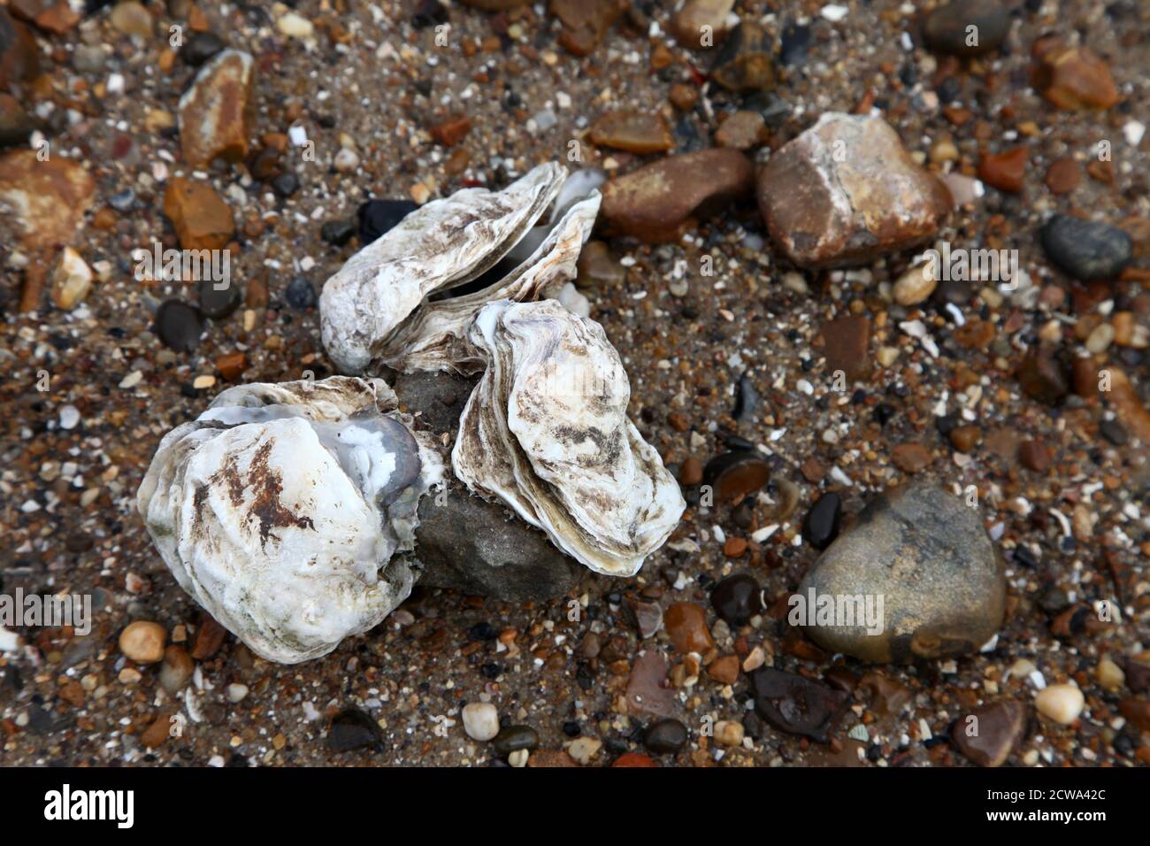 Oyster shells on a sand and pebble beach Stock Photo - Alamy