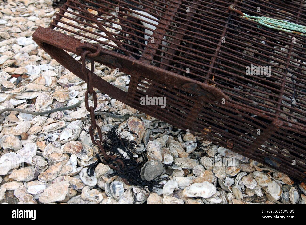 Mersea island oysters hi-res stock photography and images - Alamy
