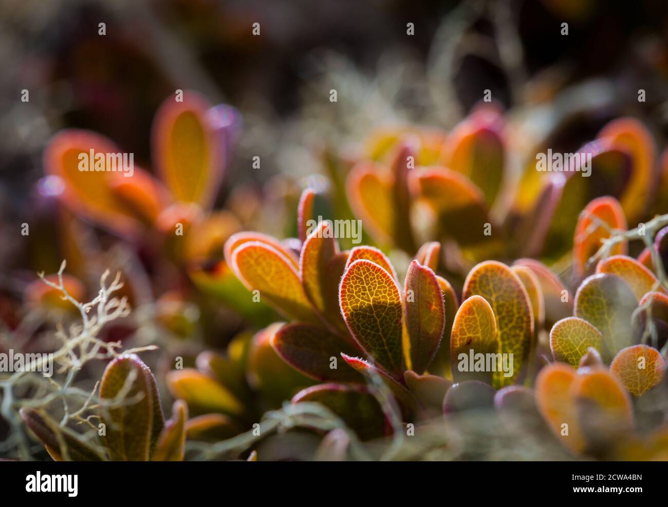 Closeup photo of alpine plants in autumn colors at Dovrefjell, Dovre ...