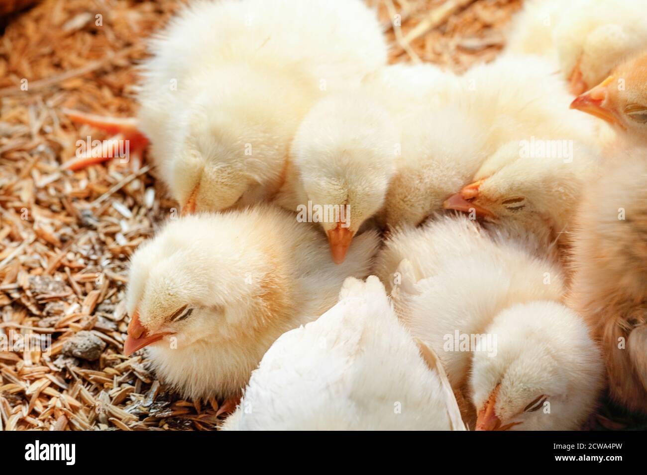 Baby chicken in poultry farm Stock Photo - Alamy