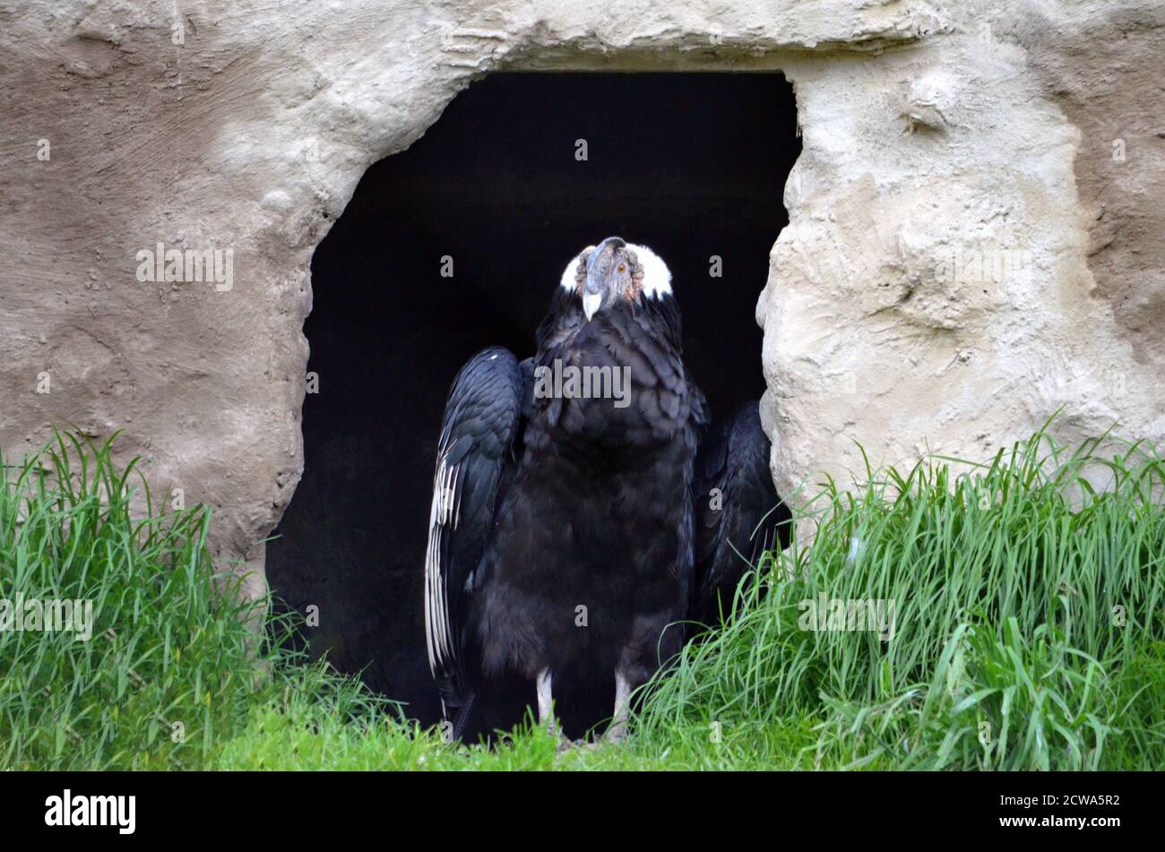 Otavalo, Ecuador - Parque Cóndor Andean Cóndor Stock Photo - Alamy