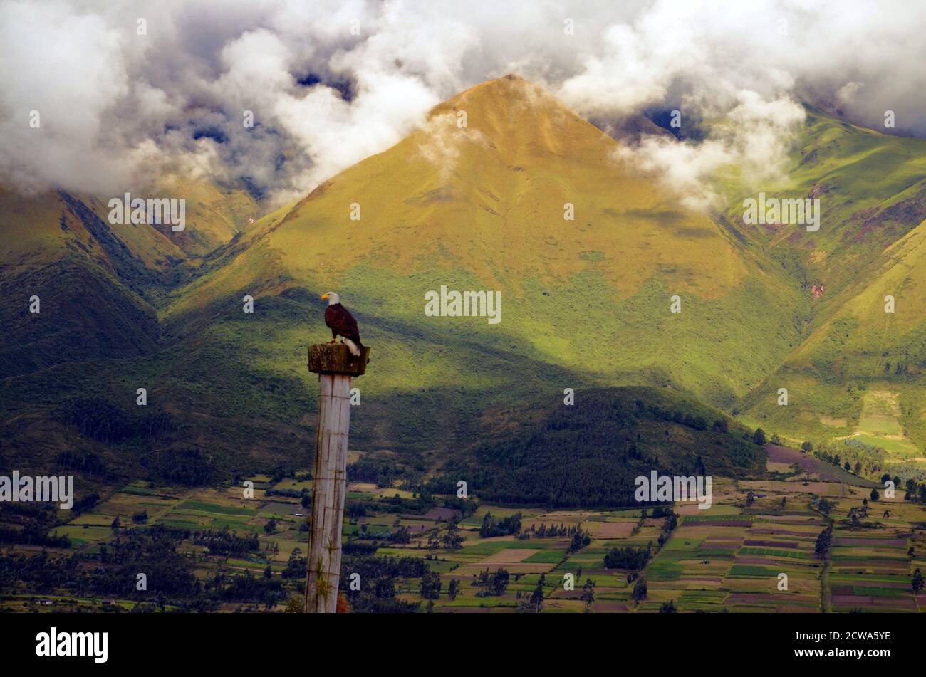 Otavalo, Ecuador - Parque Cóndor Bald Eagle Stock Photo - Alamy