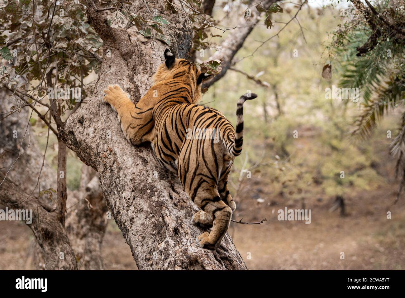 Male bengal tiger marking territory hi-res stock photography and images ...