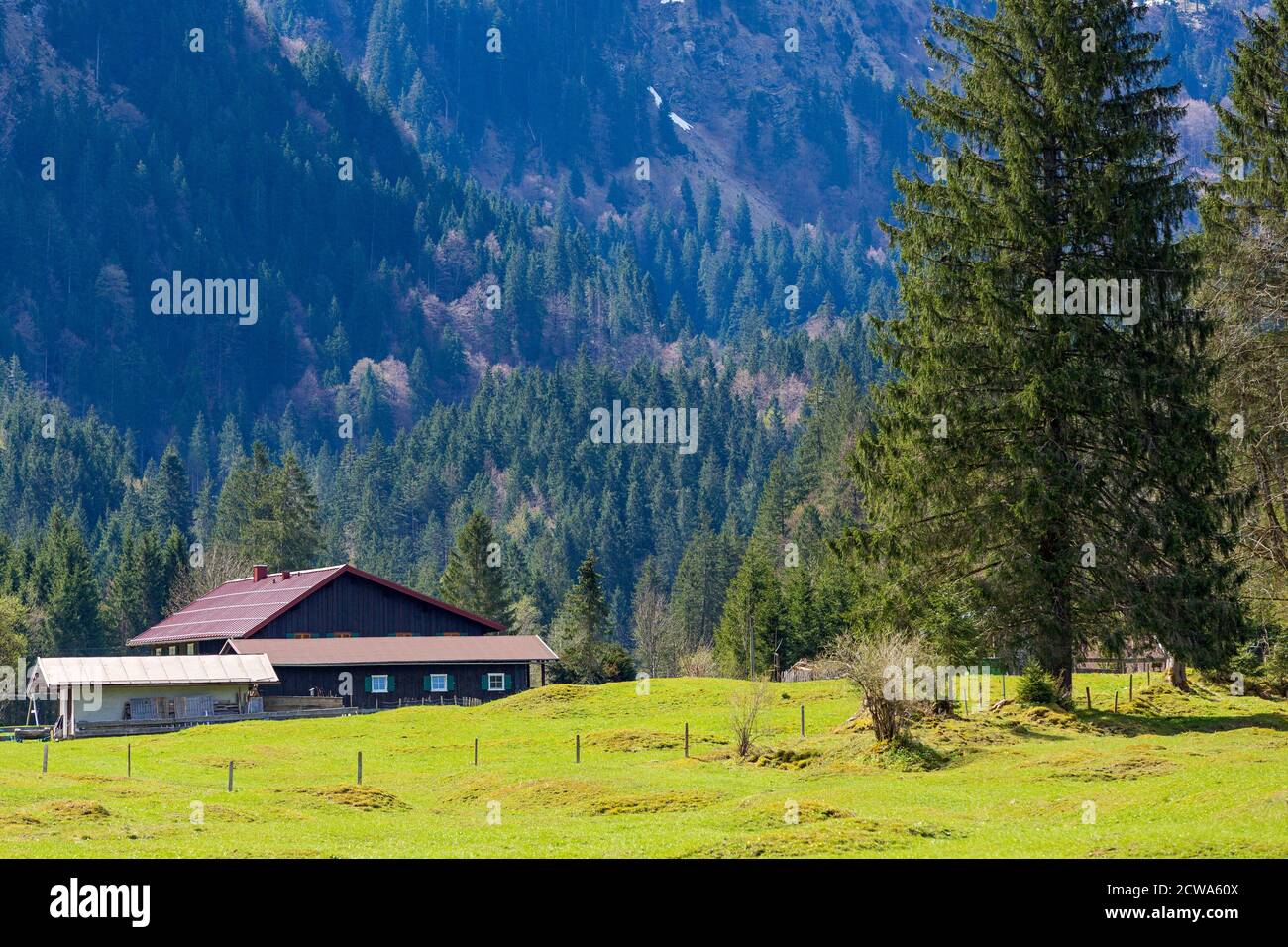 Oberstdorf, Stillachtal, Wiesen, Wald, Gebirge, Bergbauernhof, Bayern, Deutschland Stock Photo ...