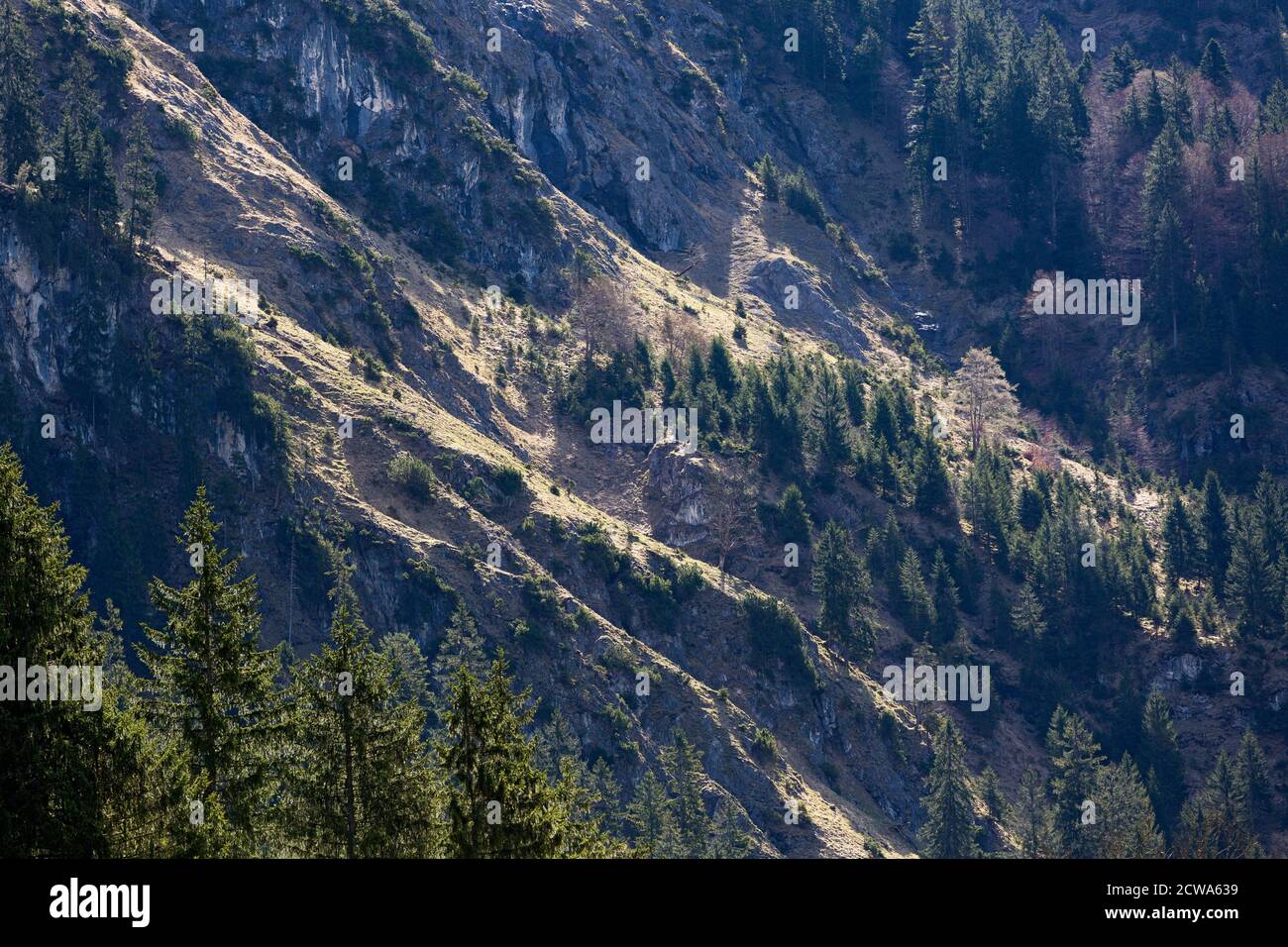 Allgäuer Berge, Stillachtal, Berghang, Frühling; Oberstdorf, Bayern ...