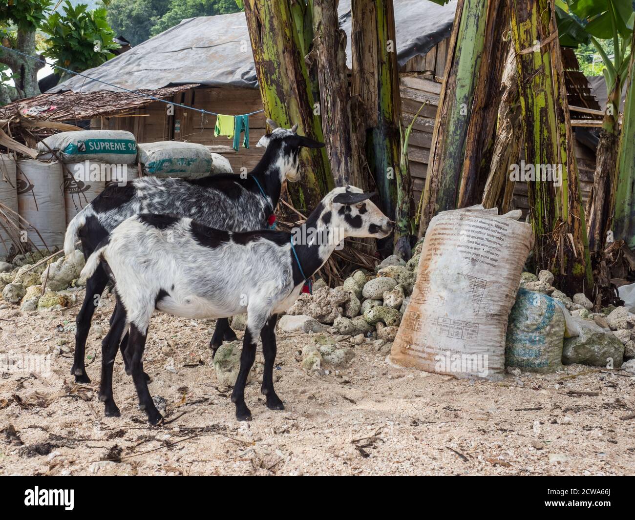 Village area goat hi-res stock photography and images - Alamy