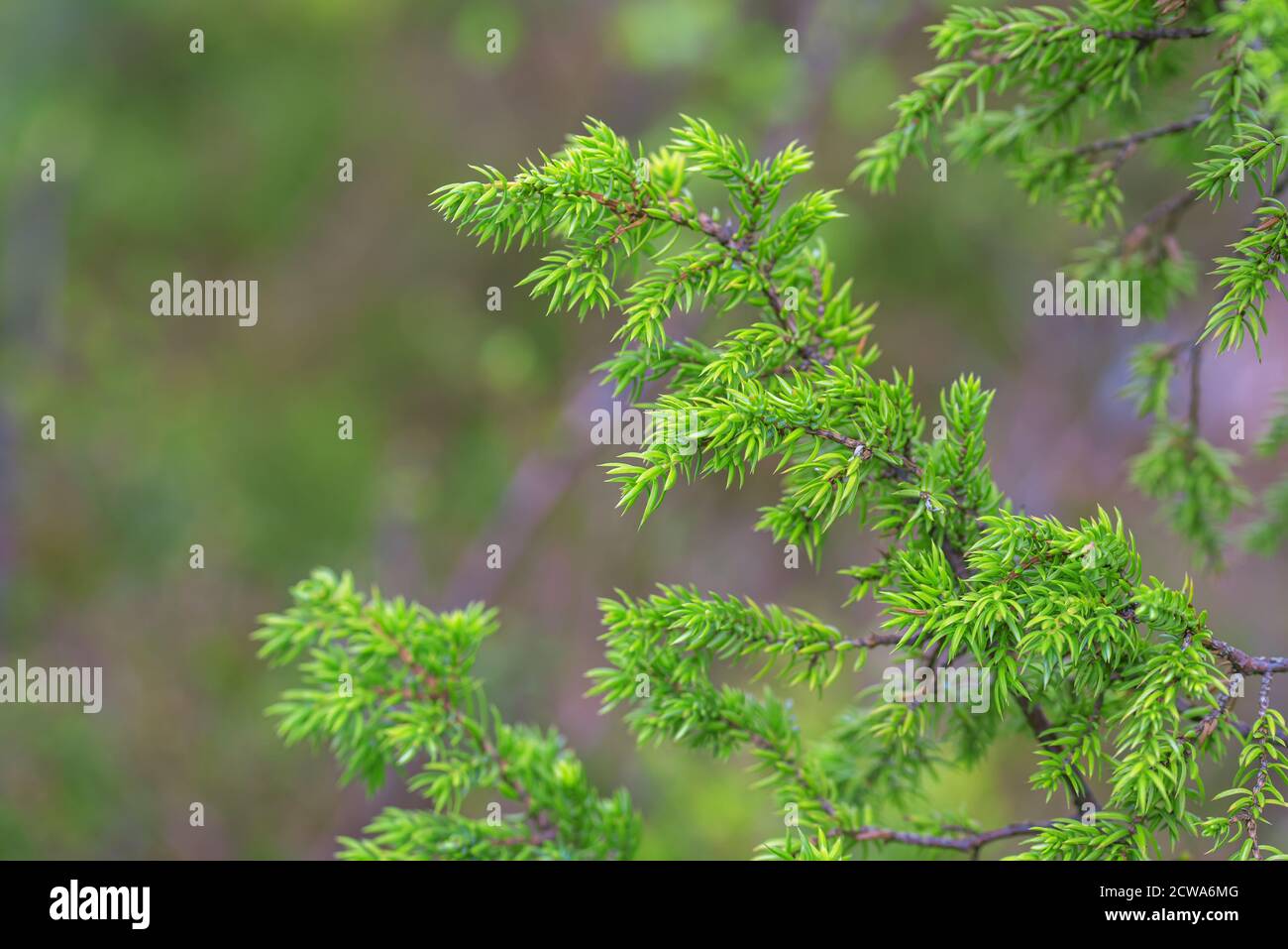 Juniper berries frame hi-res stock photography and images - Alamy