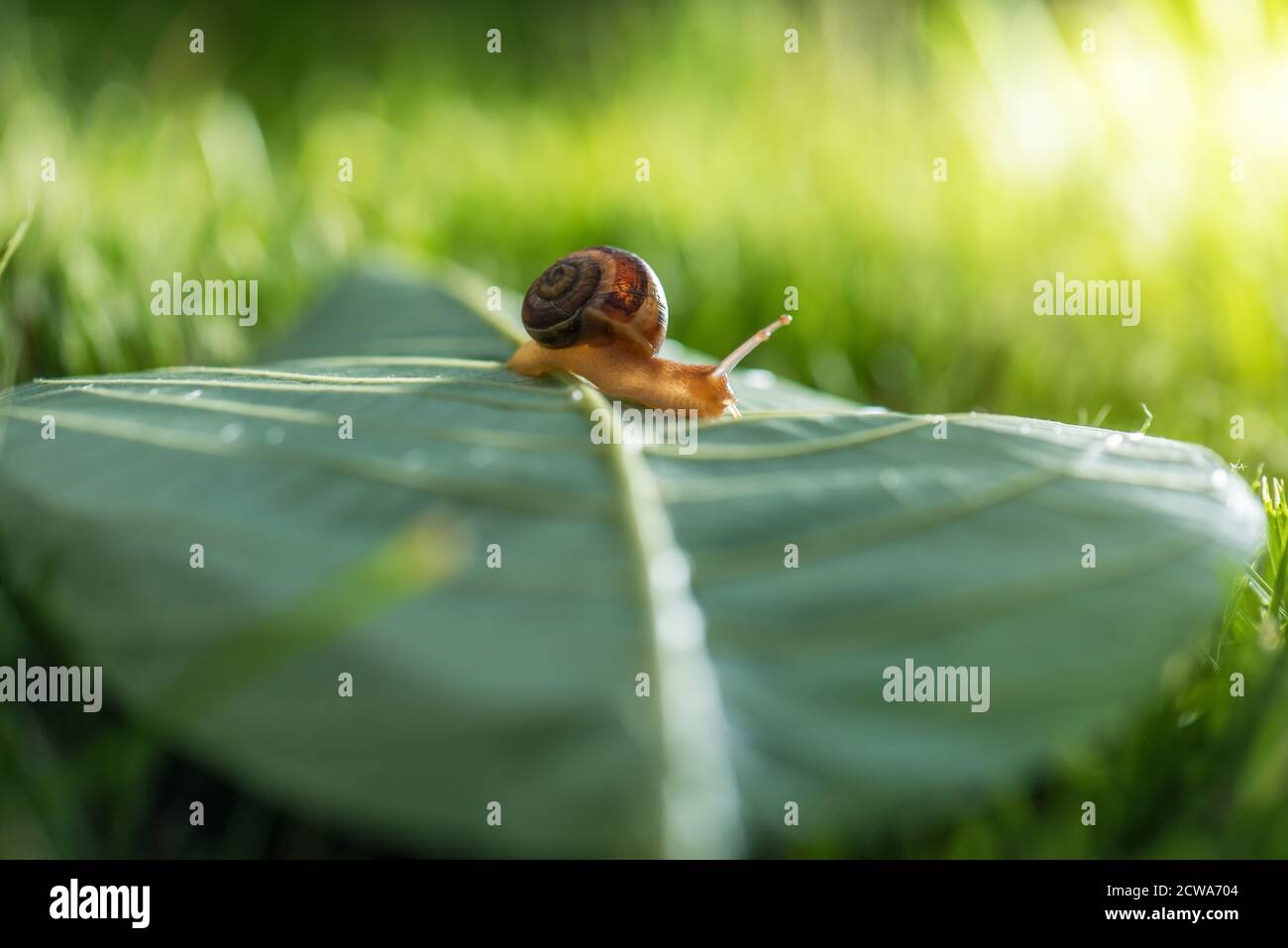 Lovely snail in grass with morning dew, macro, soft focus Stock Photo ...