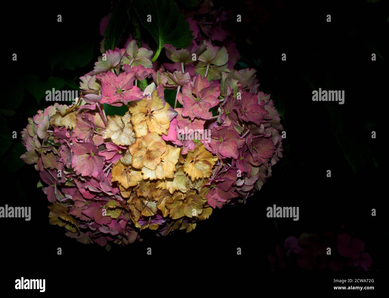 Hydrangea in Autumn Stock Photo - Alamy