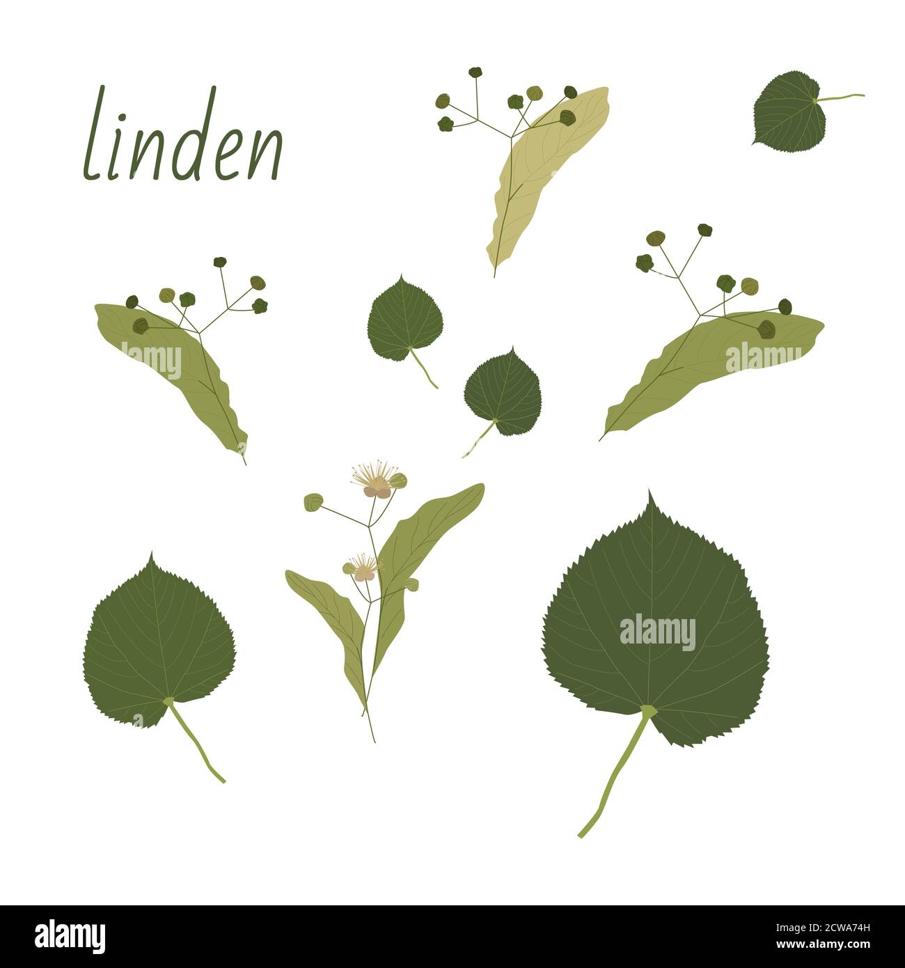 Linden Tree Leaf Identification