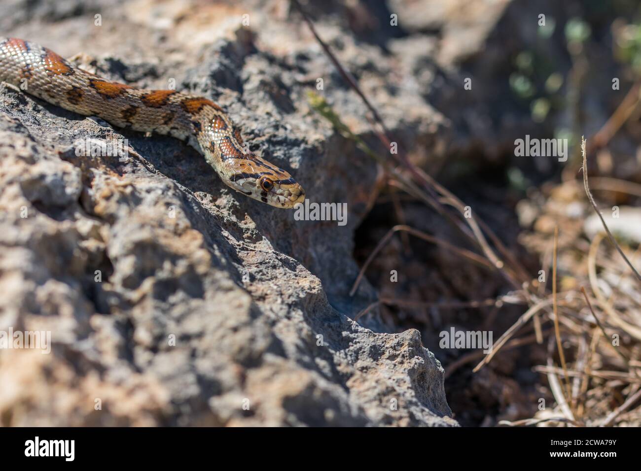 Leopard snake or European Ratsnake, Zamenis situla, slithering on rocks ...
