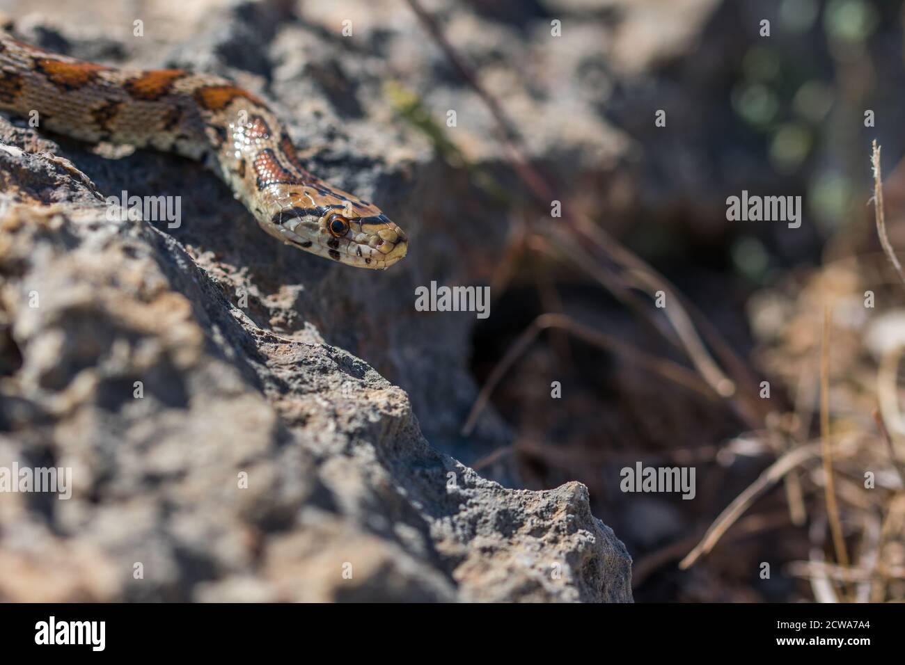 Leopard snake or European Ratsnake, Zamenis situla, slithering on rocks ...