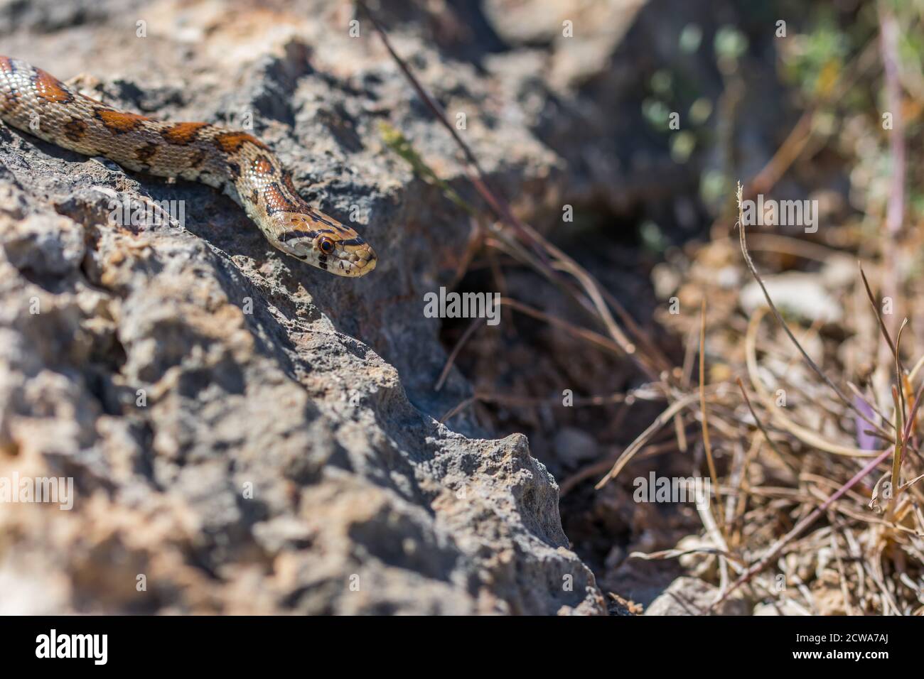 Leopard snake or European Ratsnake, Zamenis situla, slithering on rocks ...