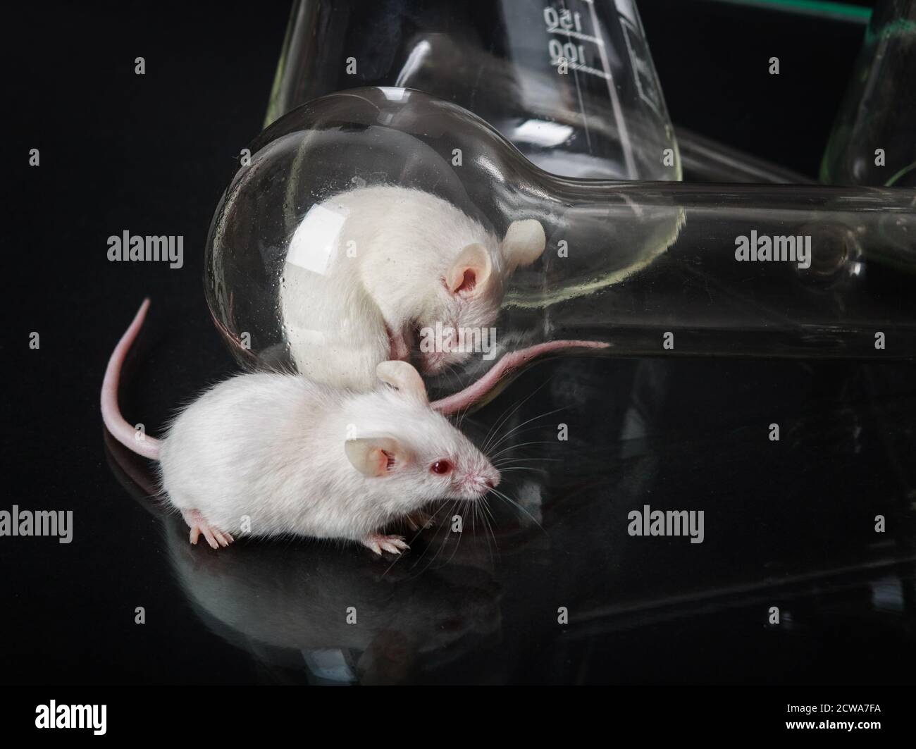 Experiment On Animals High Resolution Stock Photography and Images - Alamy