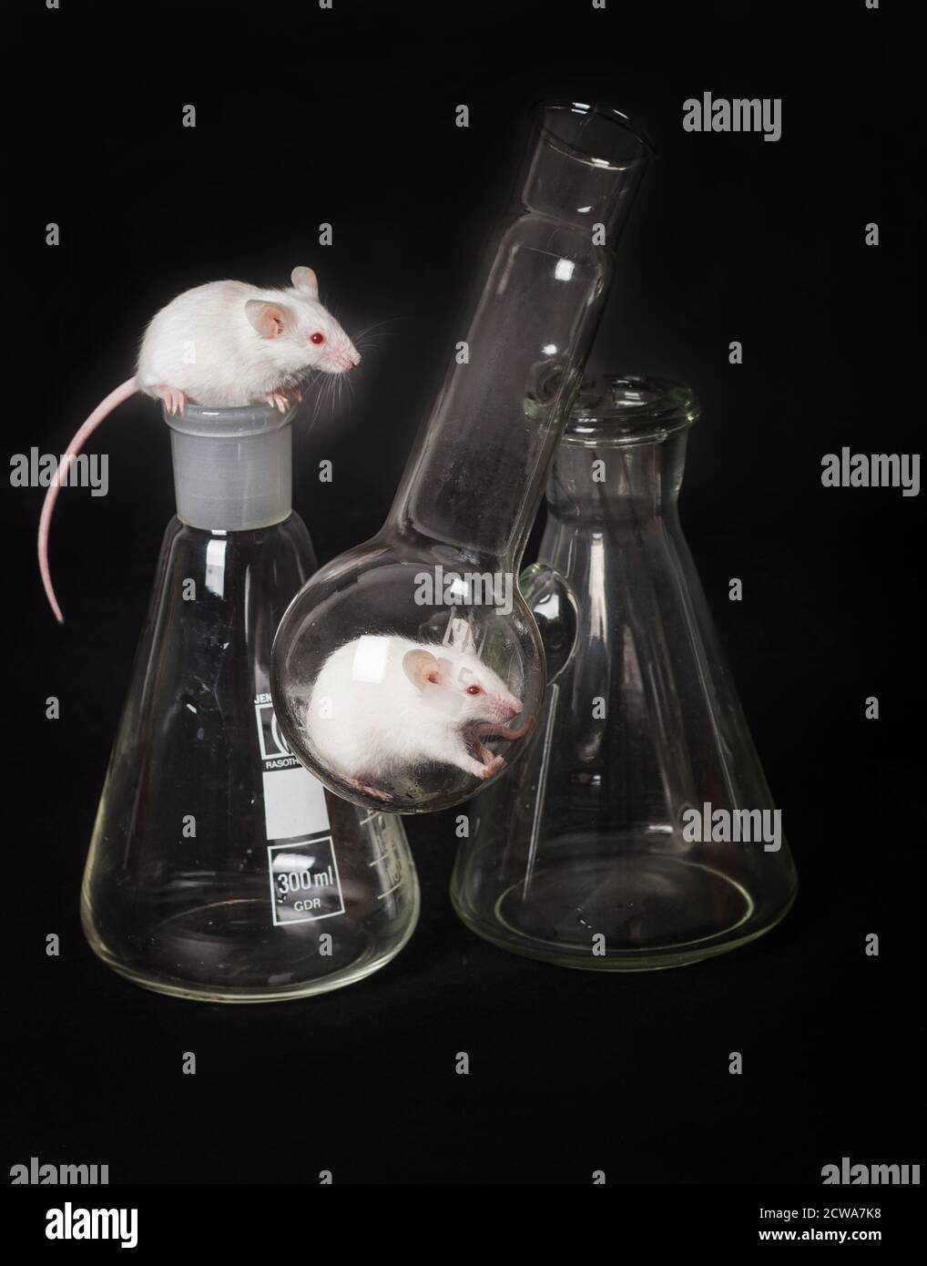 Two small white laboratory mice in the flask and on the another flask ...