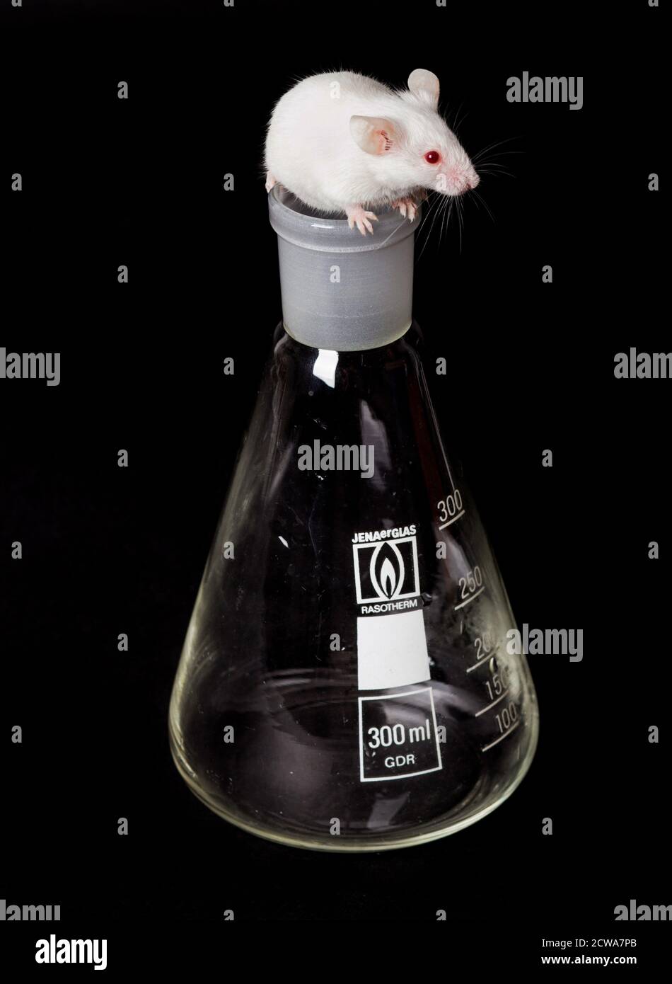 White laboratory mouse hi-res stock photography and images - Alamy