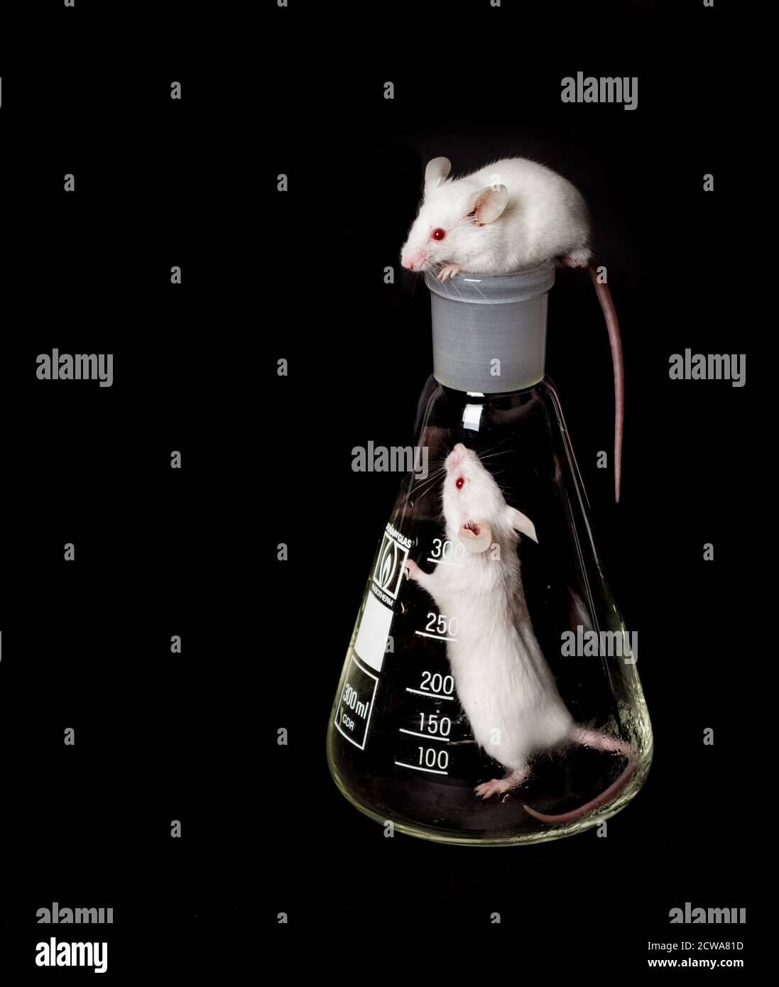 Two small white laboratory mice in the flask and on the another flask ...
