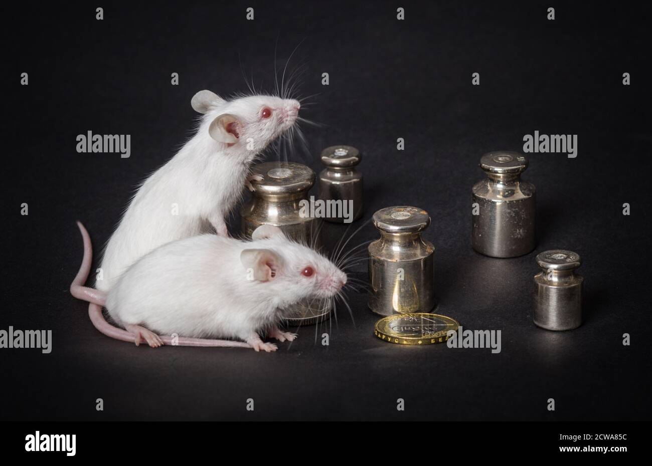 two small white laboratory mice with weights and coins on a gray ...
