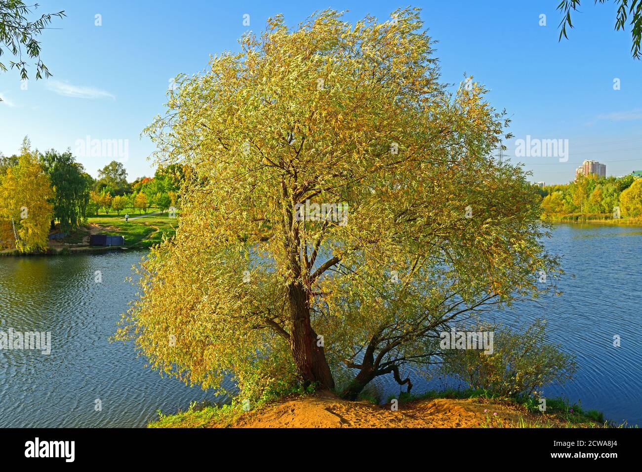 Willow on shore of lake in Moscow landscape park in golden autumn ...