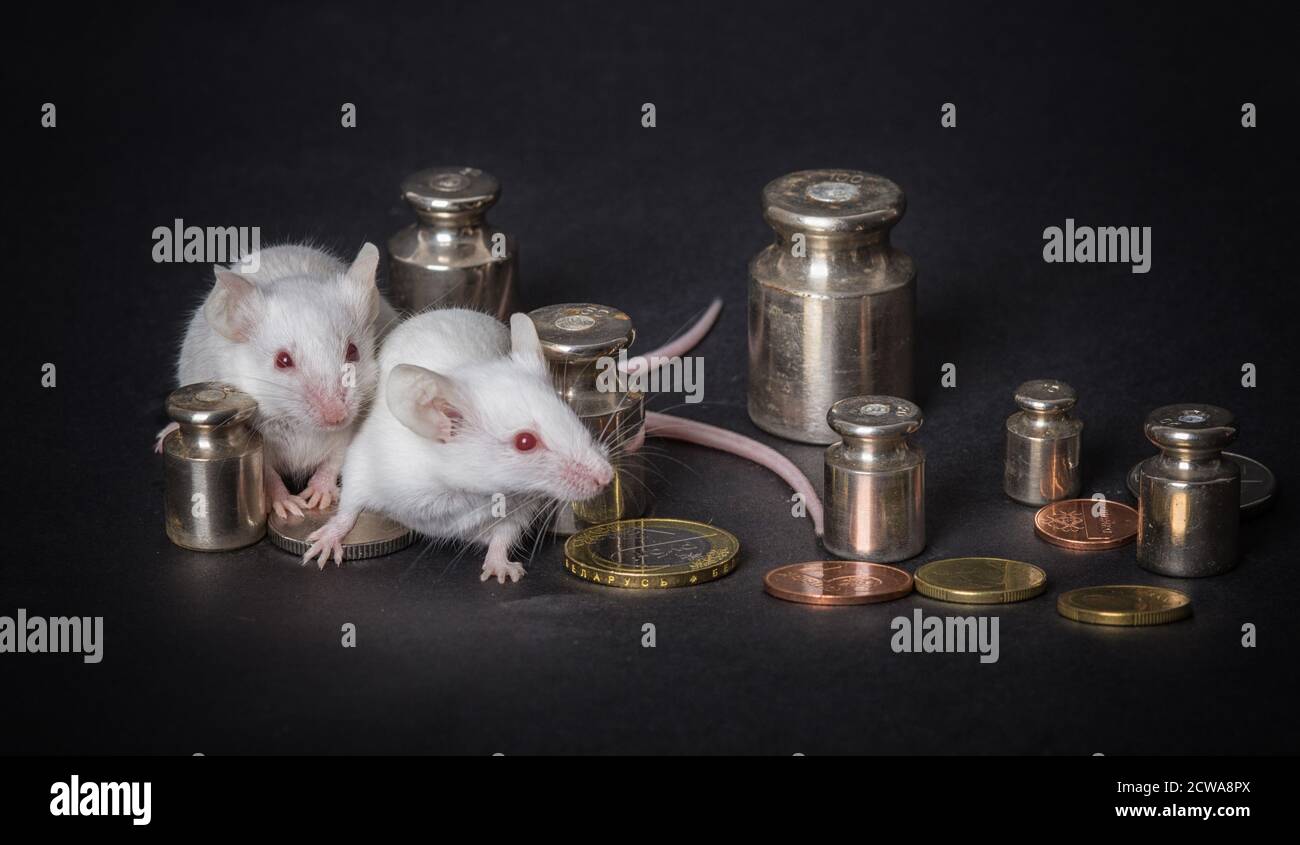 Coin Laboratory High Resolution Stock Photography and Images - Alamy