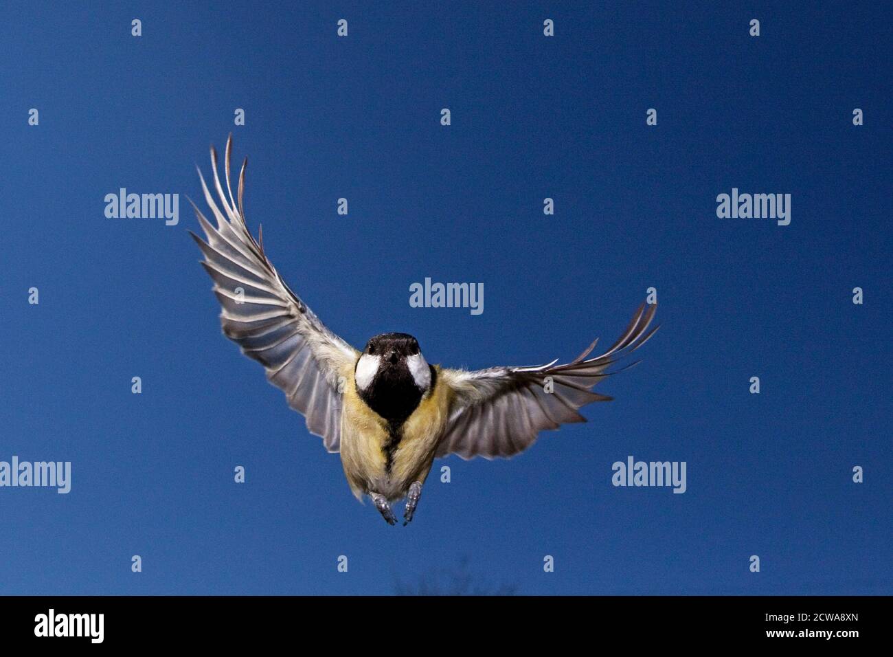 Great Tit, parus major, Female in Flight, Normandy Stock Photo - Alamy