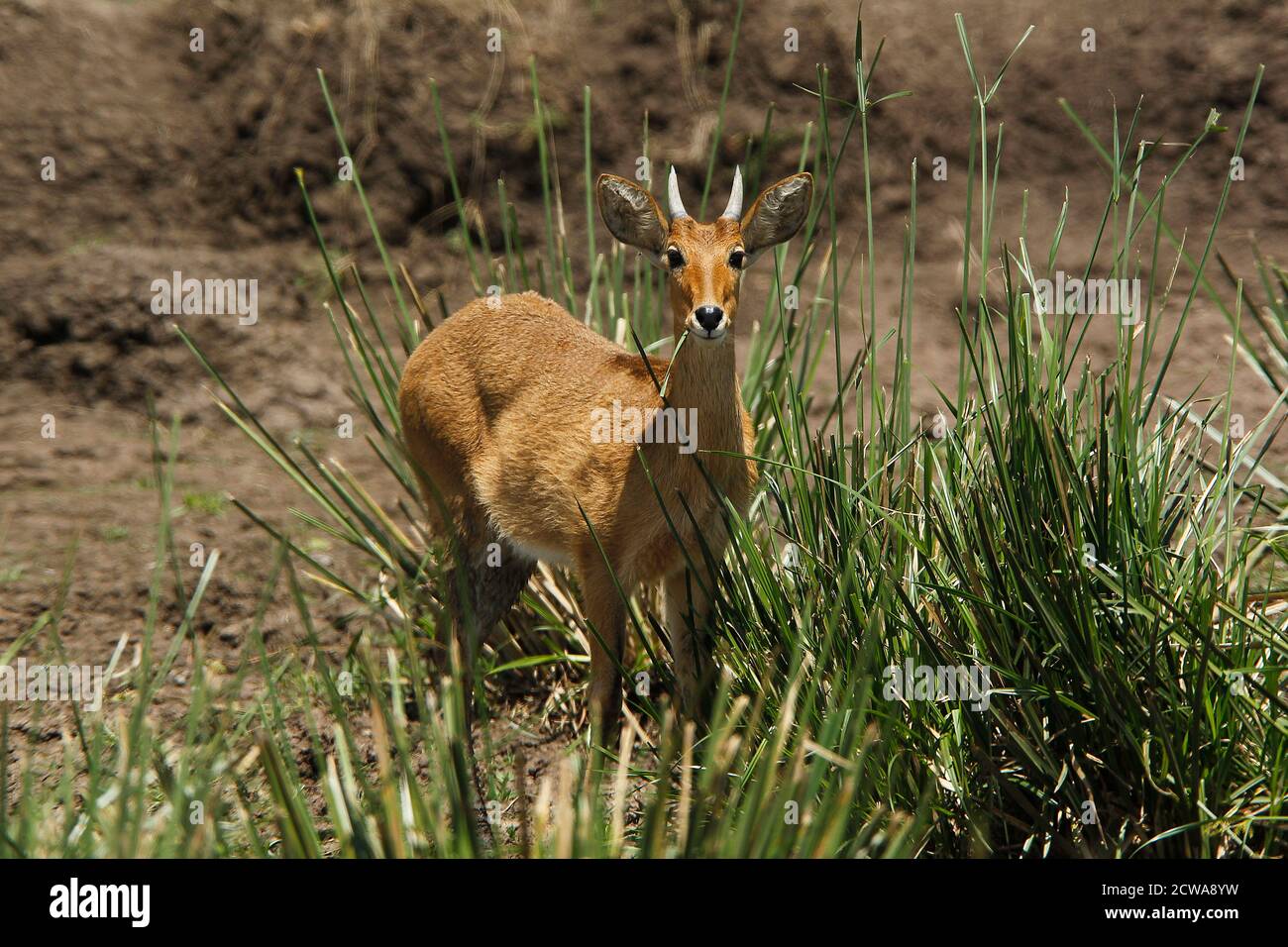 Southern or Common Reedbuck, redunca arundinum, Male standing in Swamp ...