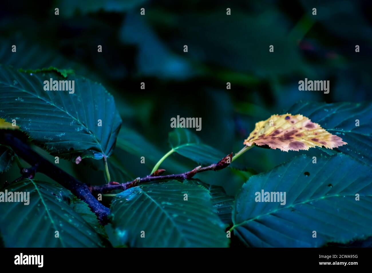 Erle hi-res stock photography and images - Alamy