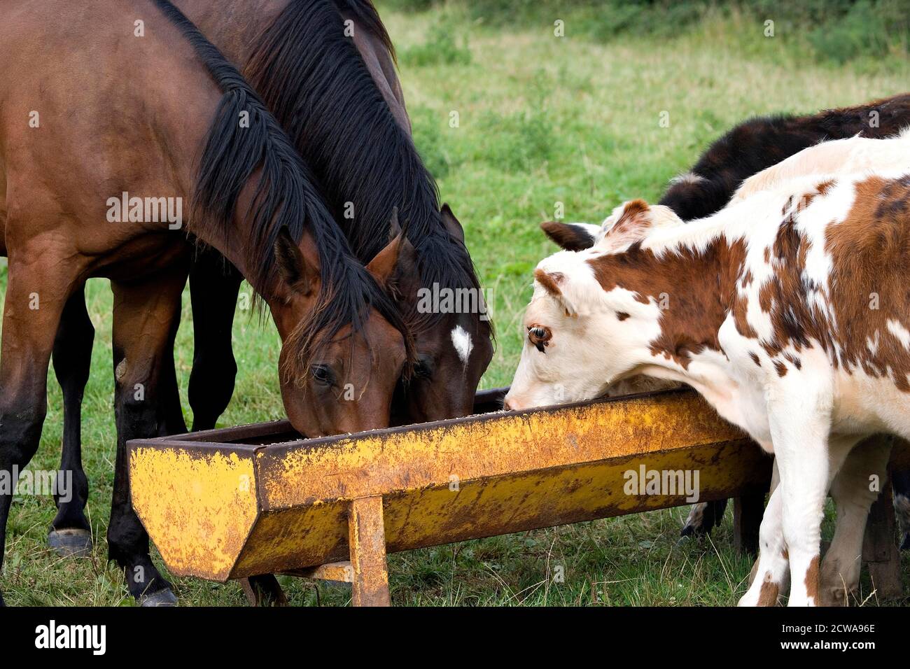 French trotter horse and Normandy Cow, Domestic Cattle Stock Photo - Alamy