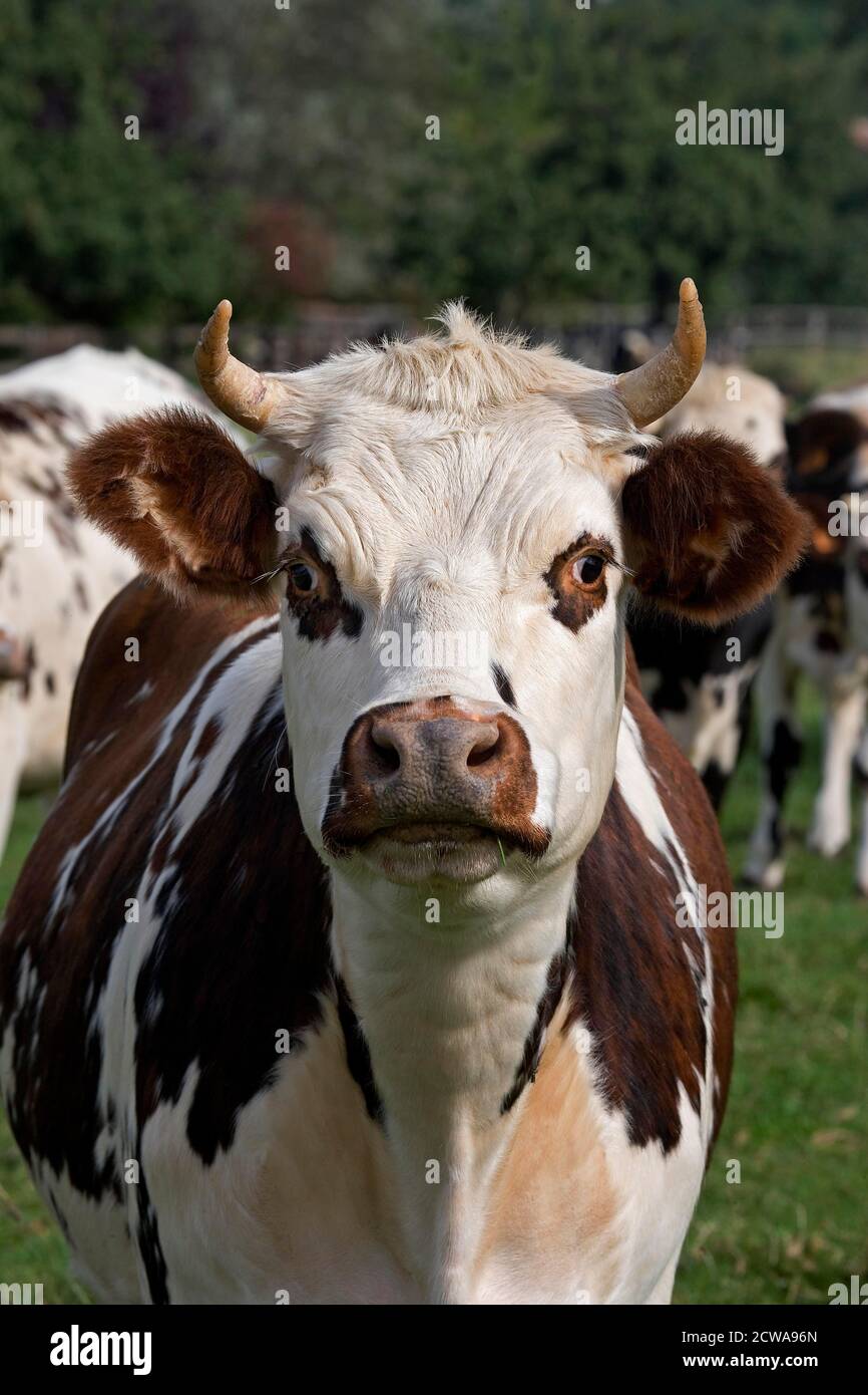 Portrait of Normandy Cow, Domestic Cattle Stock Photo - Alamy