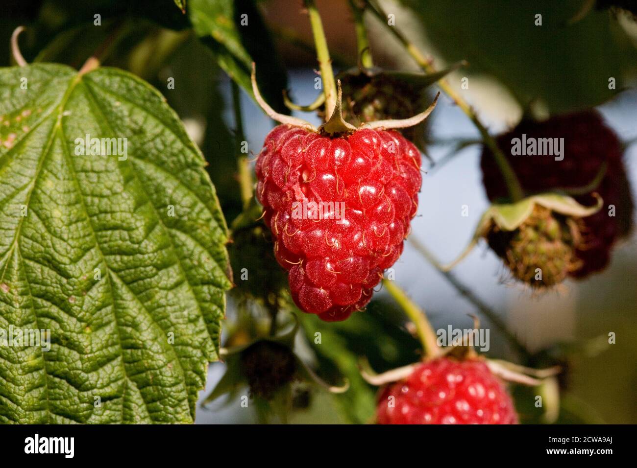 Raspberries, rubus idaeus, Normandy Stock Photo - Alamy